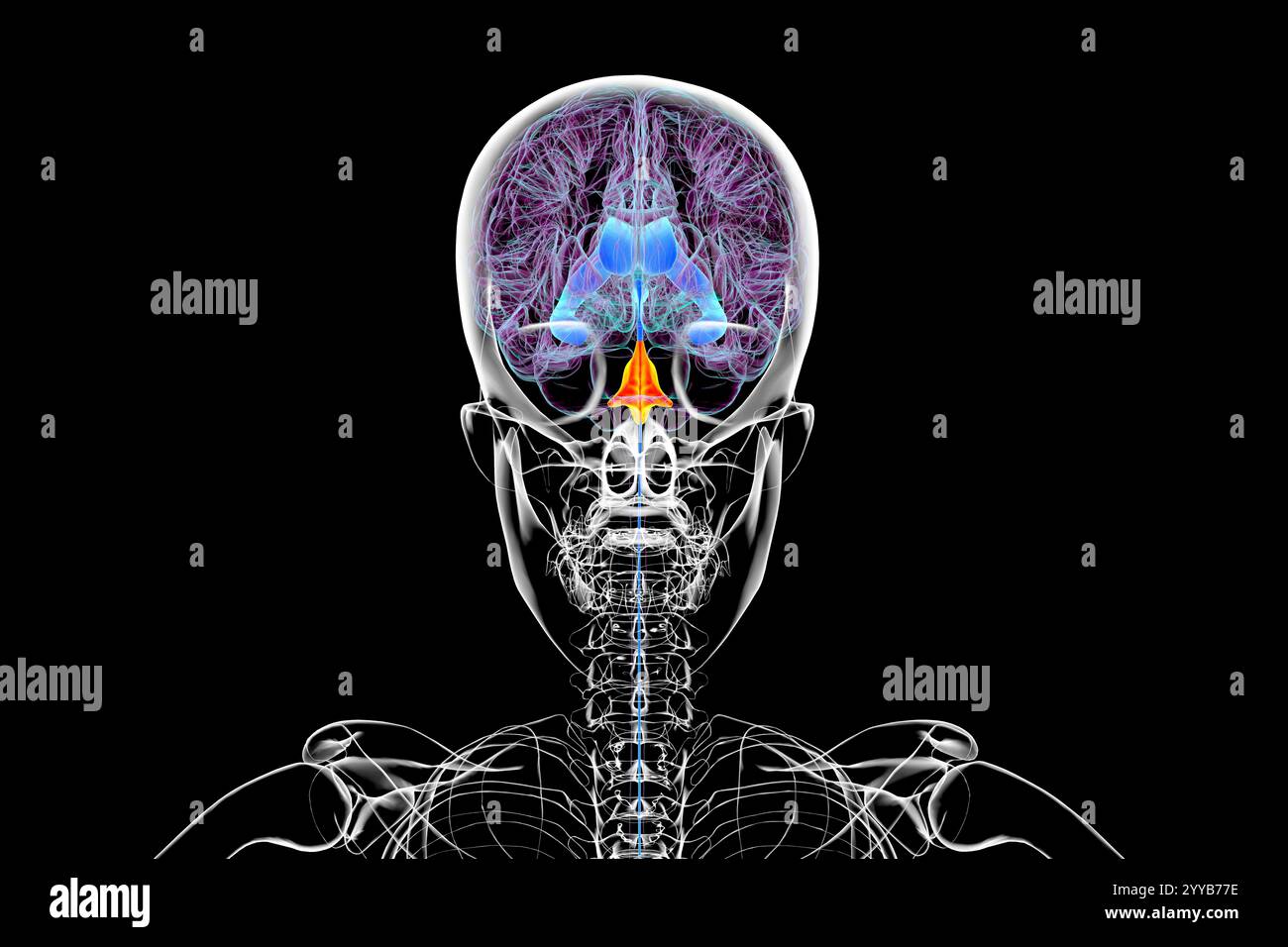 Computer illustration of the fourth brain ventricle, a fluid-filled ...