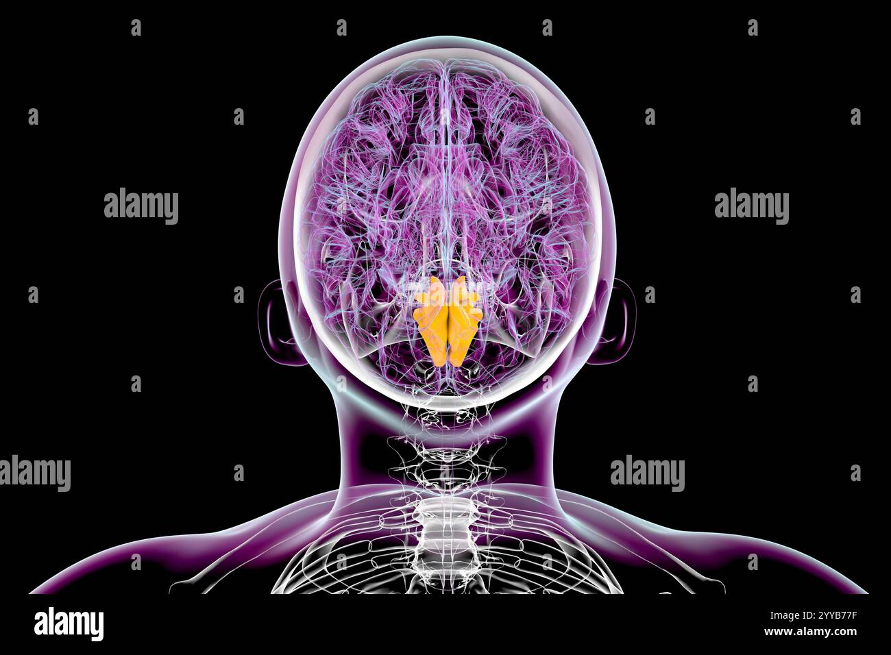 Computer illustration of the human brain highlighting the cuneus gyrus, which is responsible for ...
