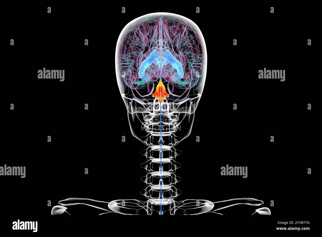 Computer illustration of the fourth brain ventricle, a fluid-filled ...
