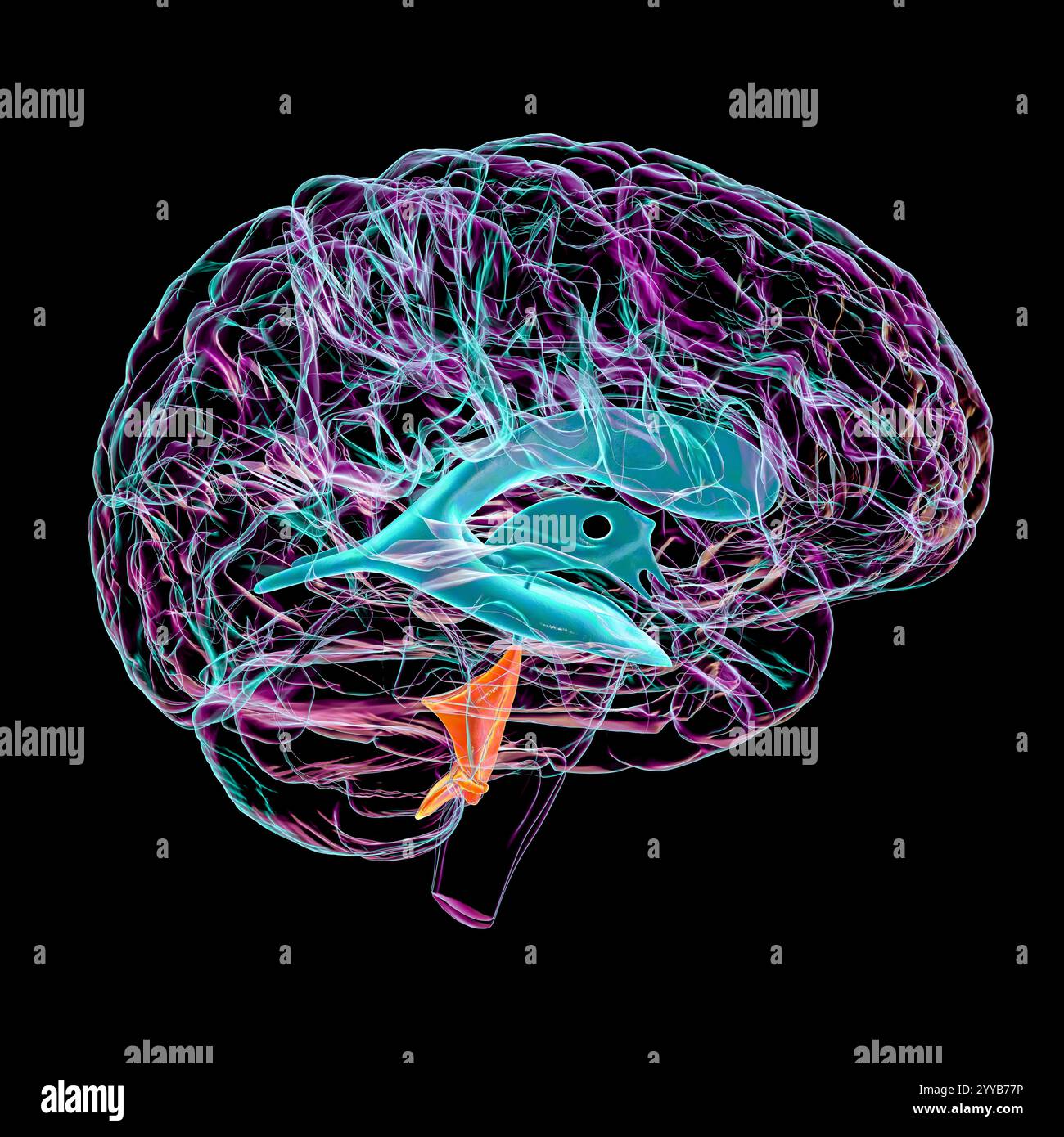 Computer illustration of the fourth brain ventricle, a fluid-filled ...
