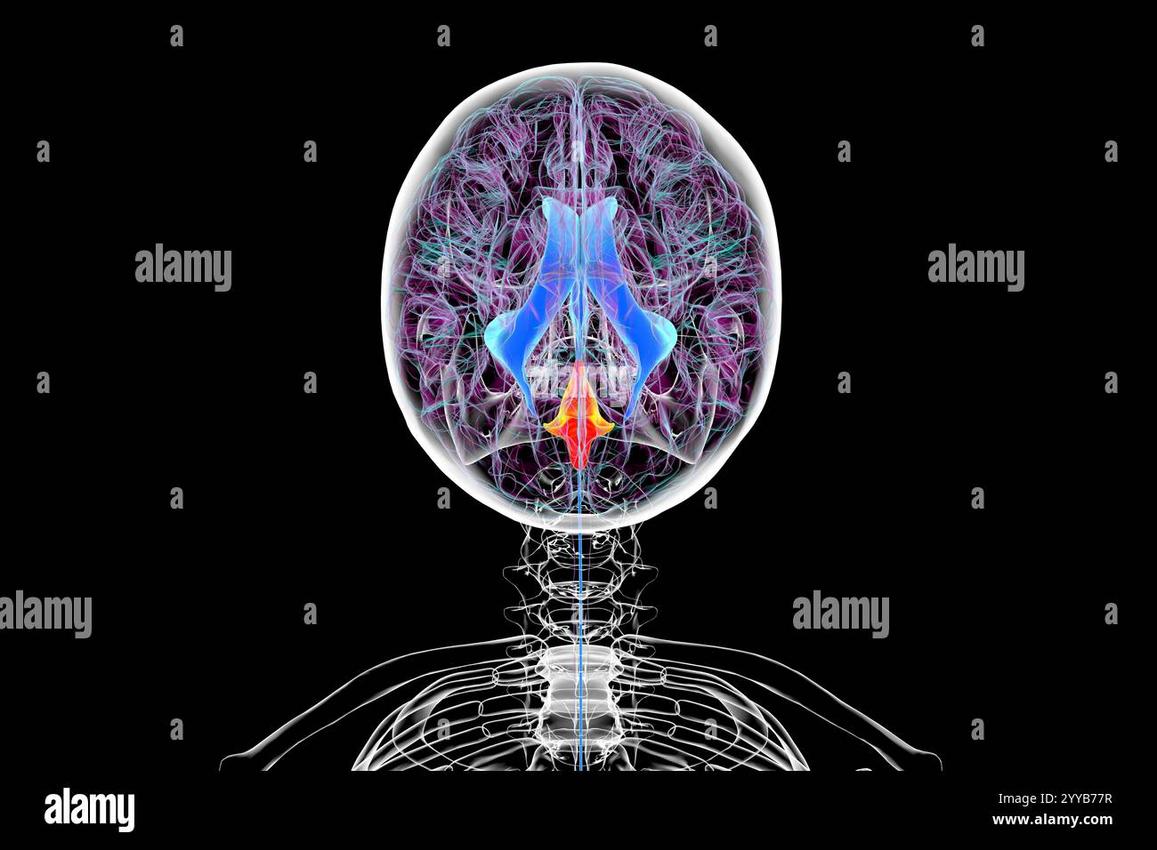 Computer illustration of the fourth brain ventricle, a fluid-filled ...