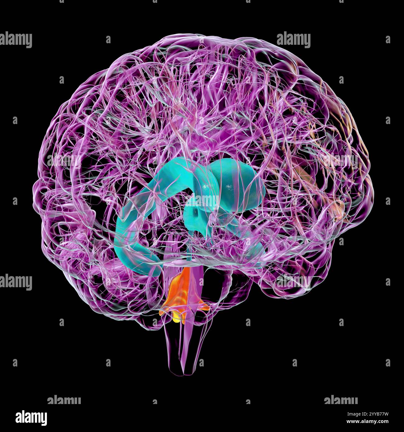 Computer illustration of the fourth brain ventricle, a fluid-filled ...