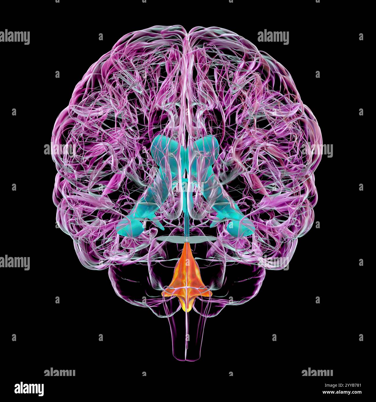 Computer illustration of the fourth brain ventricle, a fluid-filled ...