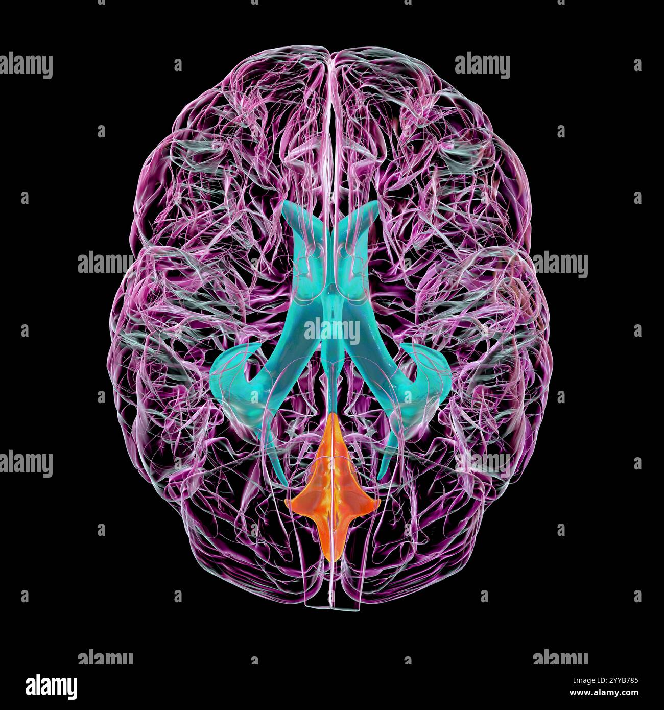 Computer illustration of the fourth brain ventricle, a fluid-filled ...