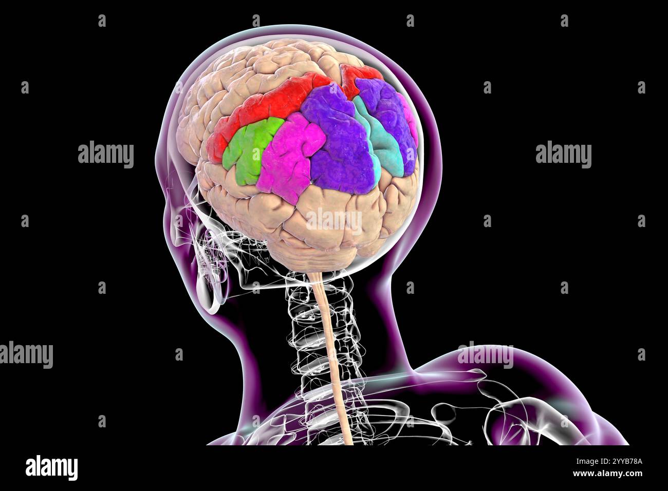 Computer illustration of the parietal gyri showing the postcentral ...