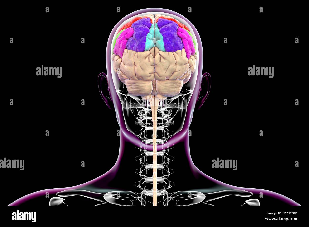 Computer illustration of the parietal gyri showing the postcentral ...