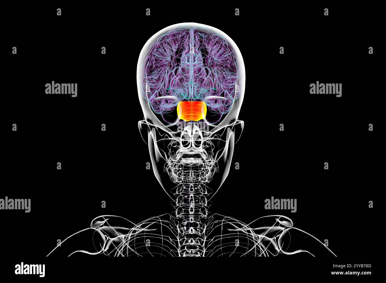 Computer illustration of the brain with the pons highlighted in orange ...