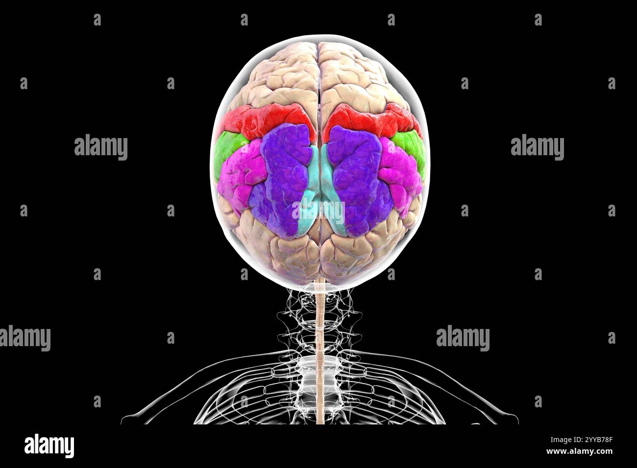 Computer illustration of the parietal gyri showing the postcentral ...