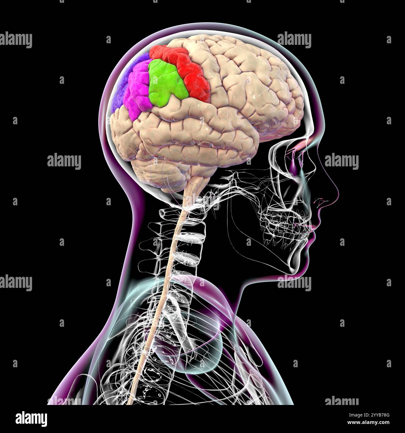 Computer illustration of the parietal gyri showing the postcentral ...