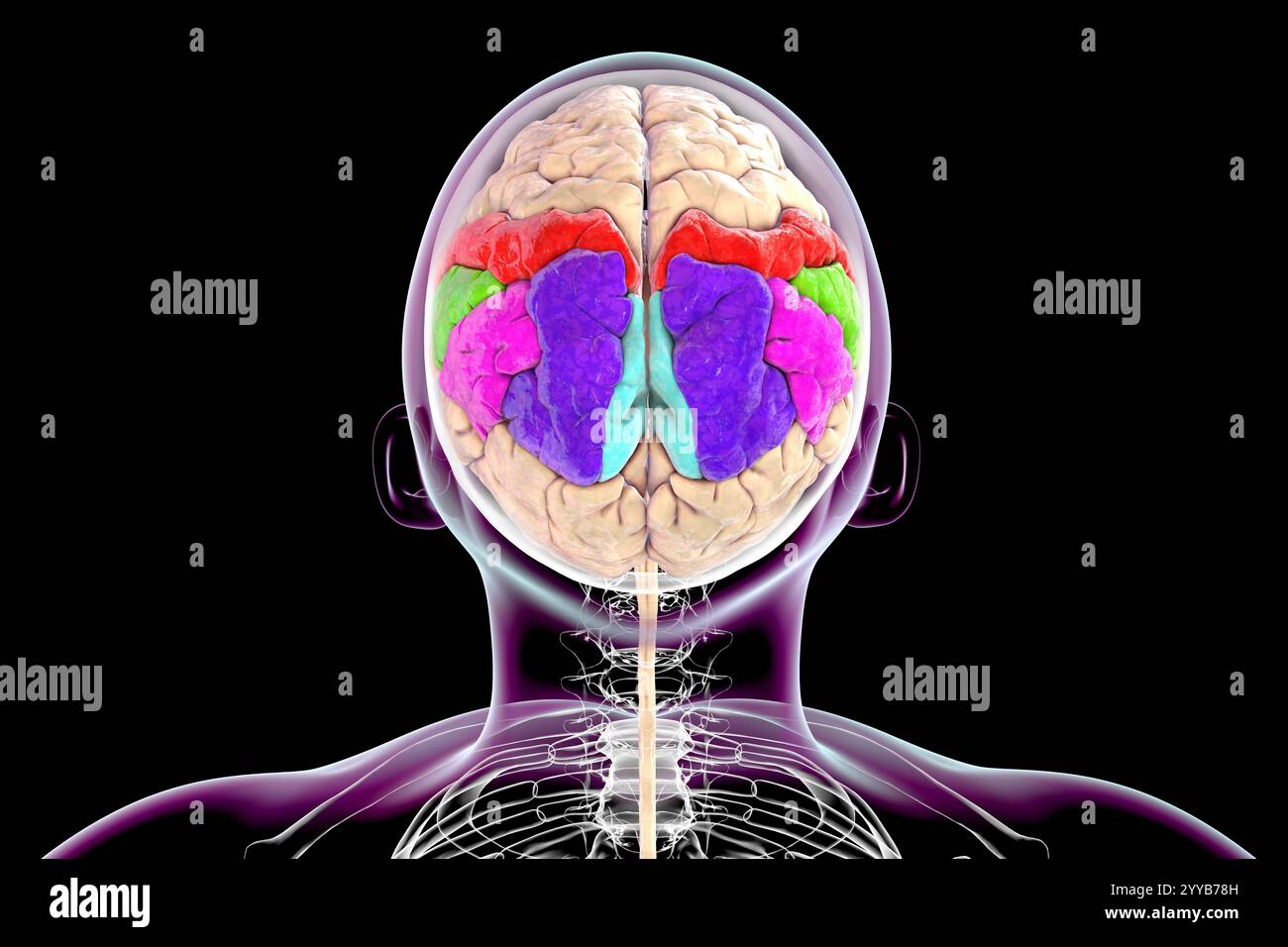 Computer illustration of the parietal gyri showing the postcentral ...