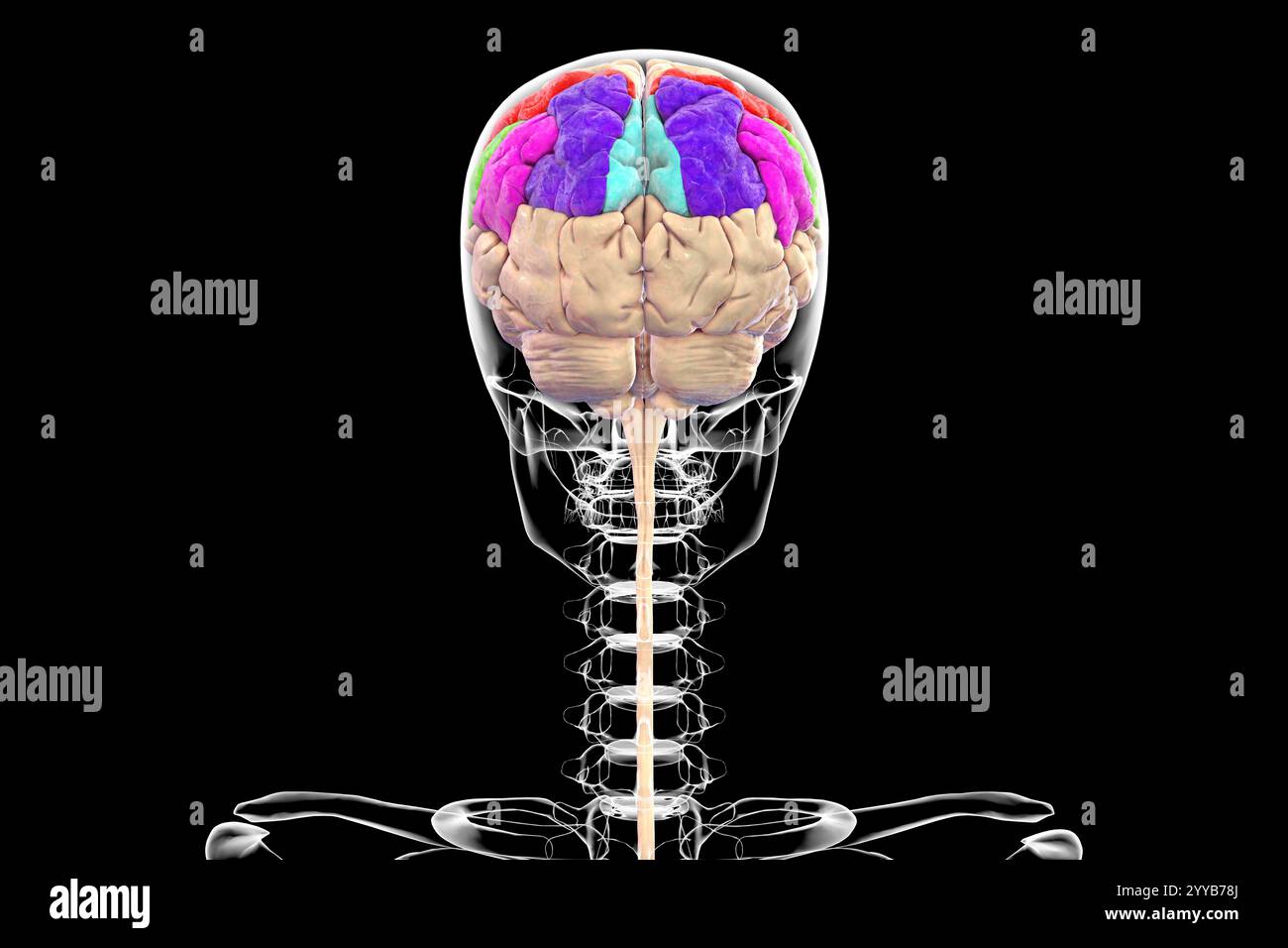 Computer illustration of the parietal gyri showing the postcentral ...
