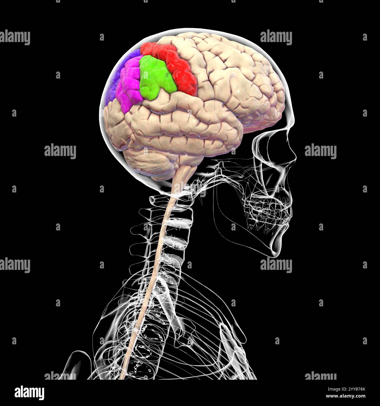 Computer illustration of the parietal gyri showing the postcentral ...