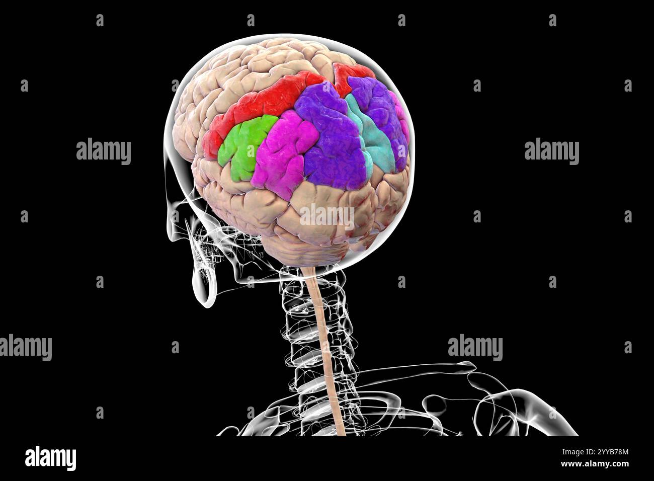 Computer illustration of the parietal gyri showing the postcentral ...