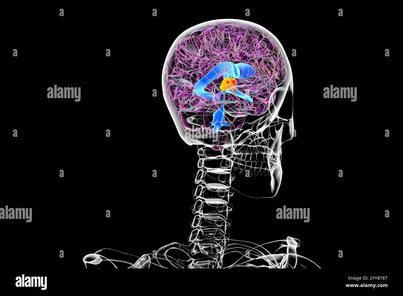 Computer illustration of the third brain ventricle, a vital component ...