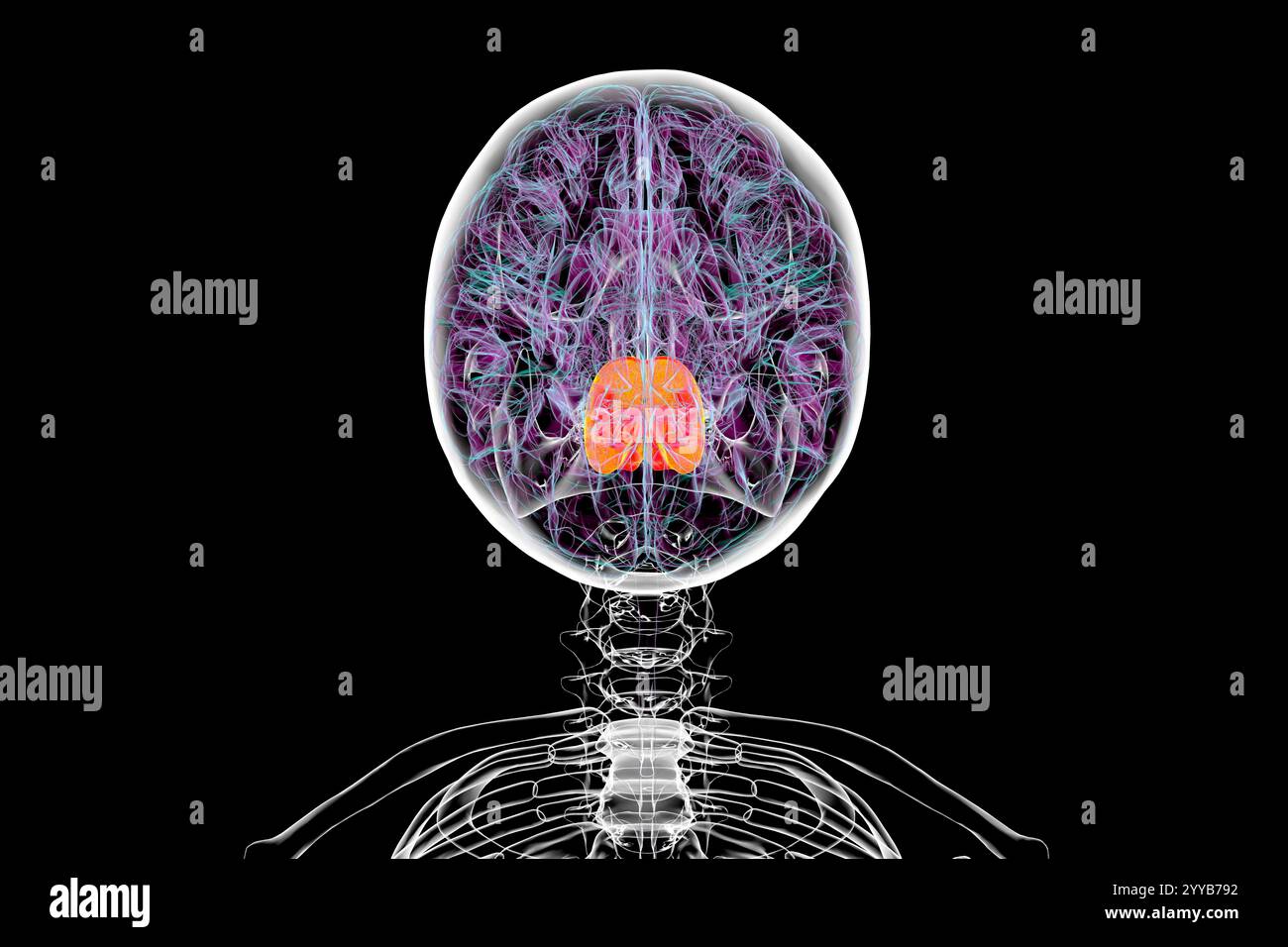 Computer illustration of the brain with the pons highlighted in orange ...