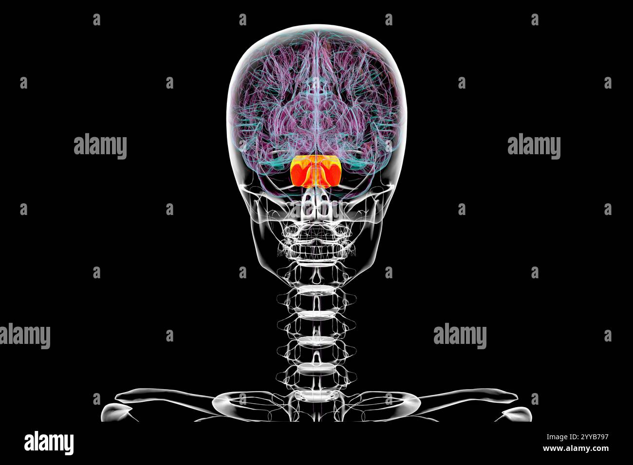 Computer illustration of the brain with the pons highlighted in orange ...