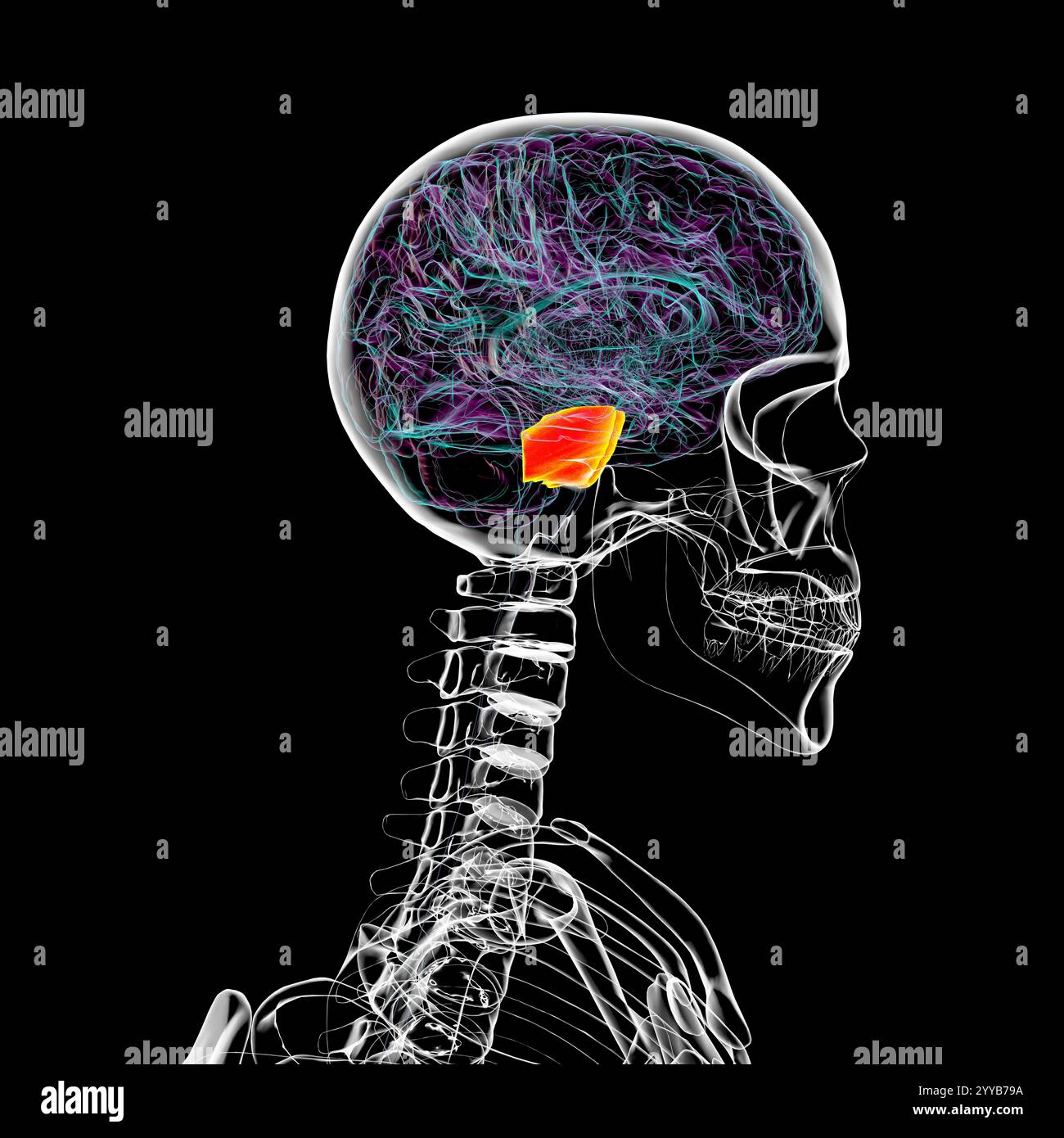 Computer illustration of the brain with the pons highlighted in orange ...