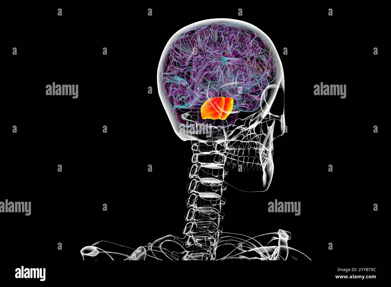 Computer illustration of the brain with the pons highlighted in orange ...