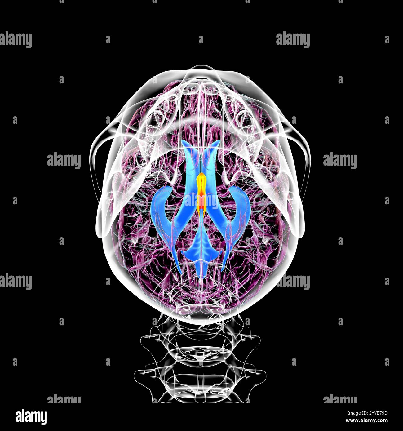 Computer illustration of the third brain ventricle, a vital component of the brain's ventricular ...