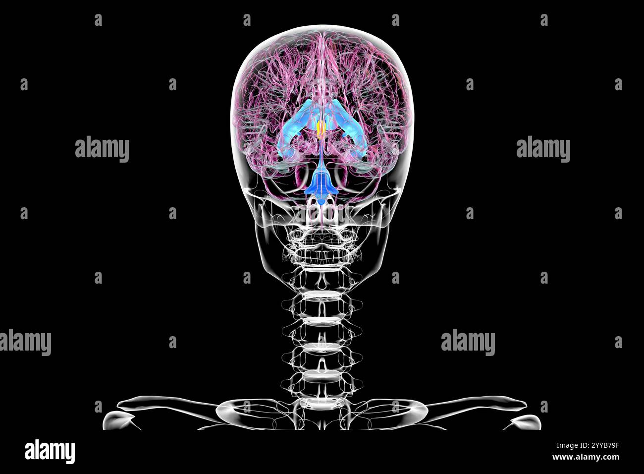 Computer illustration of the third brain ventricle, a vital component of the brain's ventricular ...