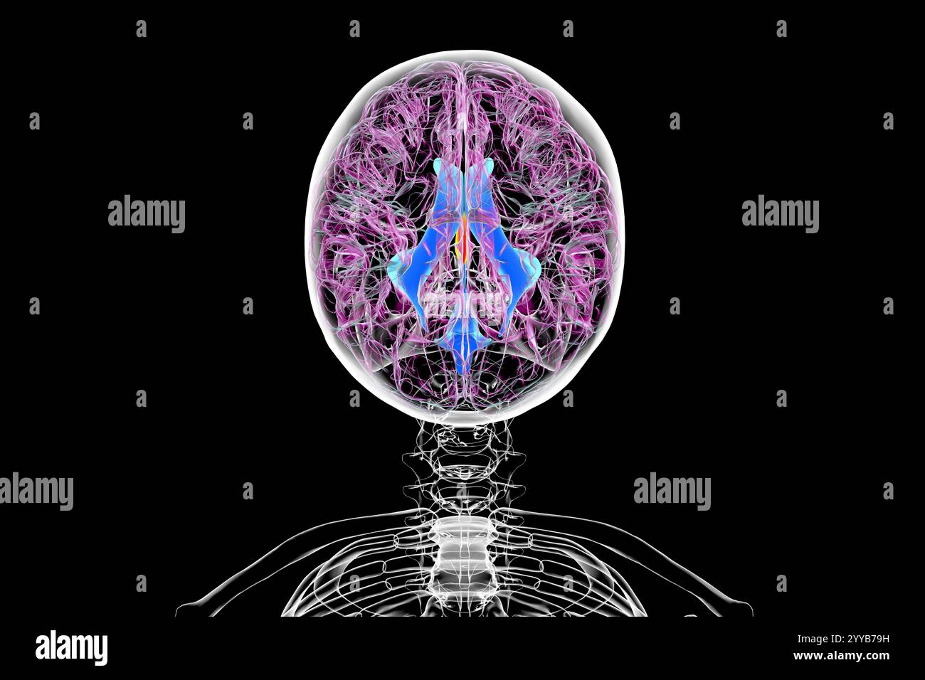 Computer illustration of the third brain ventricle, a vital component of the brain's ventricular ...