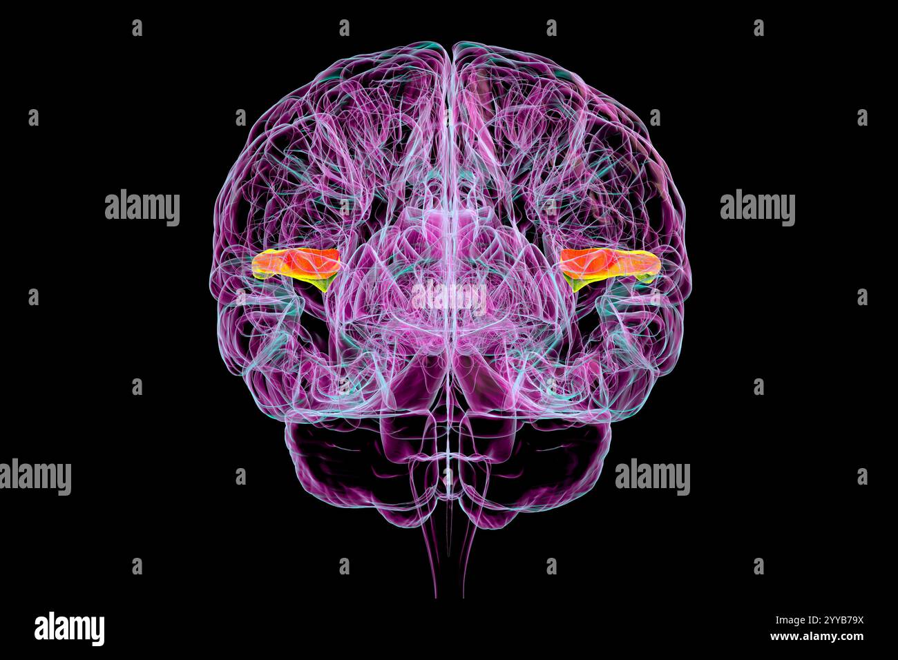 Computer illustration of a human brain with the transverse temporal ...