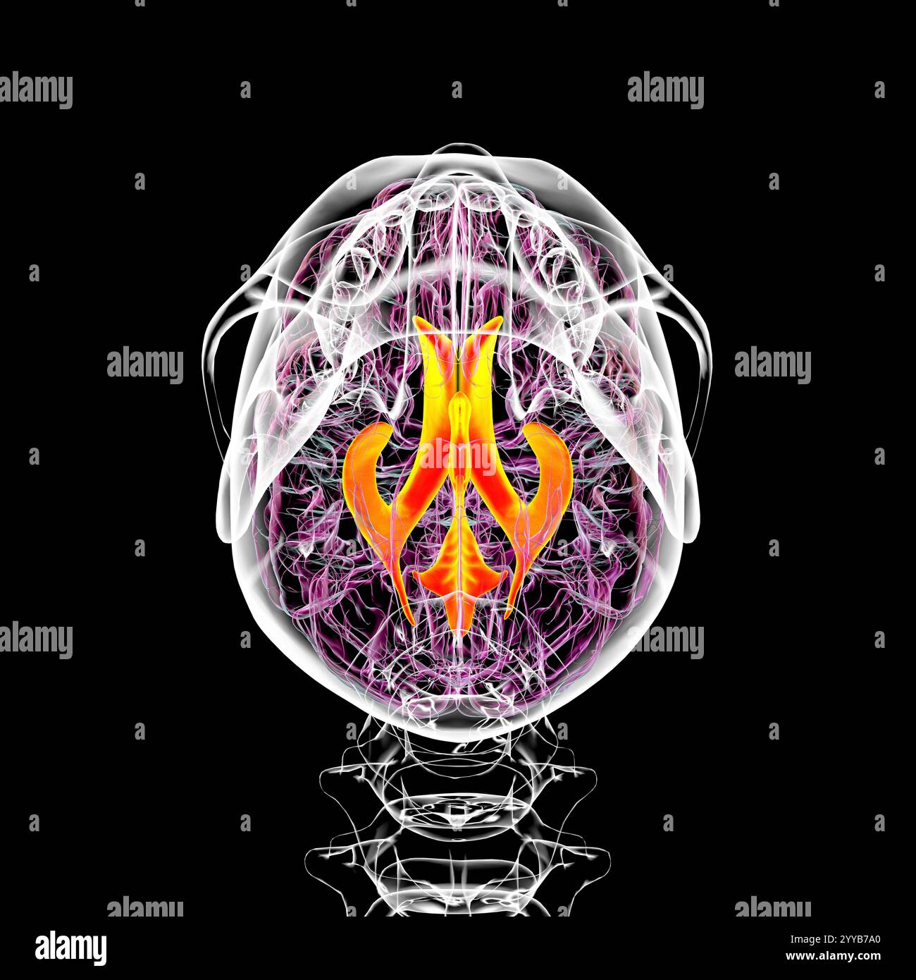 Ventricular system of the brain, computer illustration. The ventricles ...