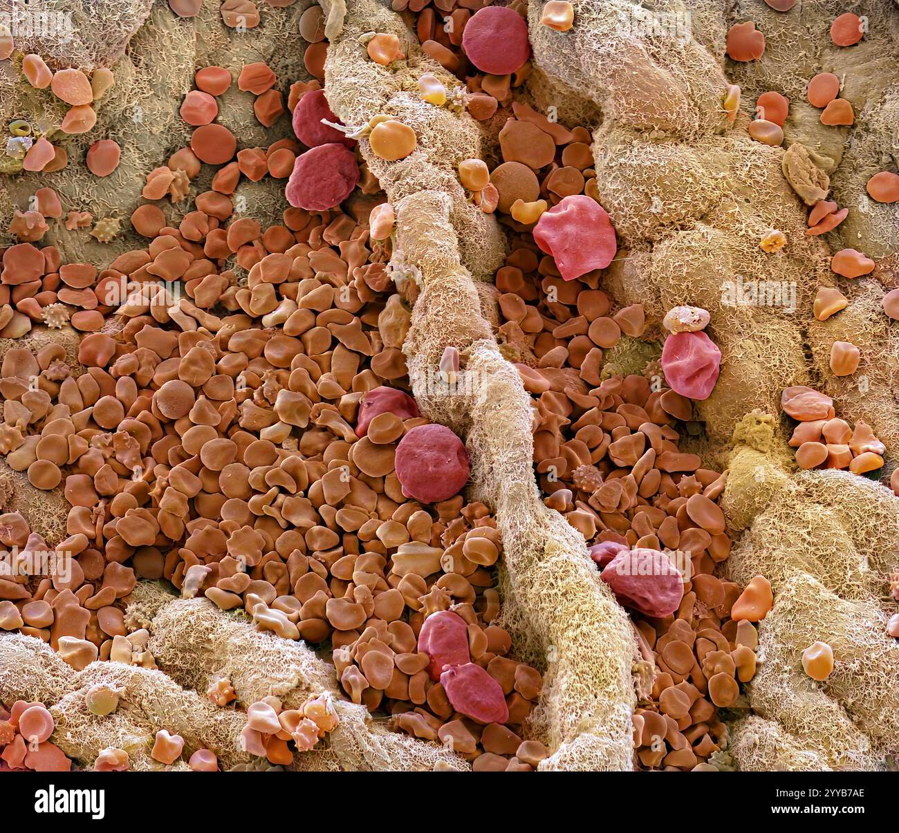 Amnion hi-res stock photography and images - Alamy