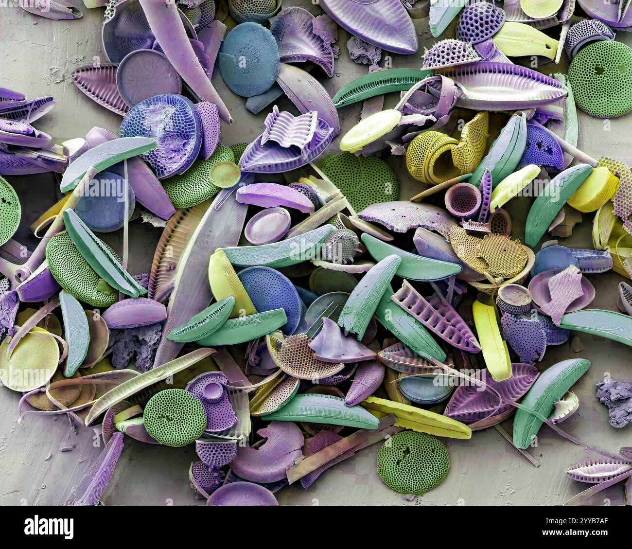 Diatoms hi-res stock photography and images - Alamy