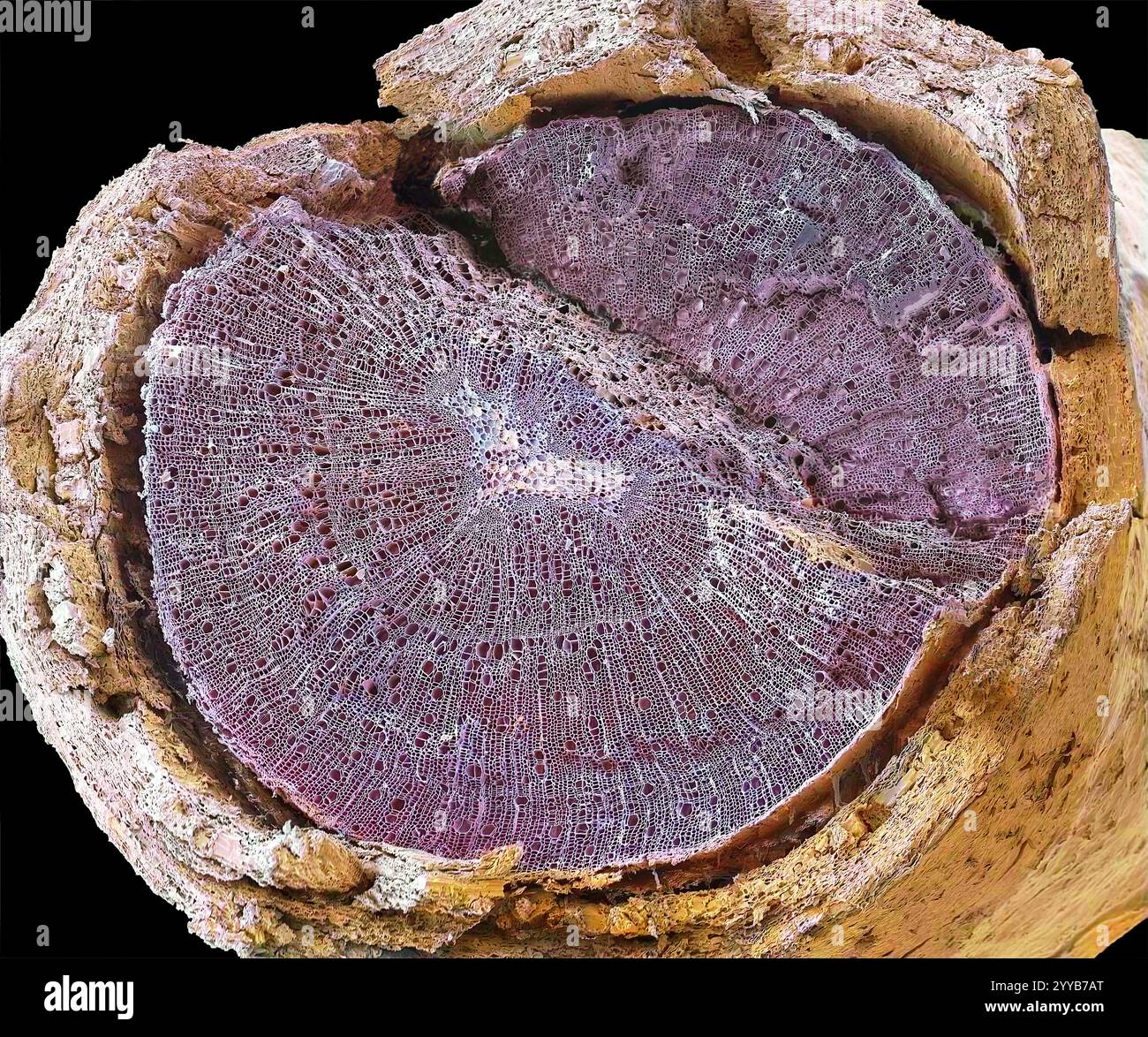 Woody plant stem hi-res stock photography and images - Alamy