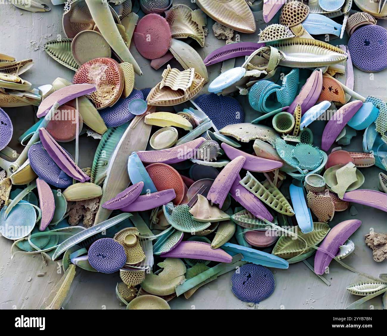 Diatoms hi-res stock photography and images - Alamy