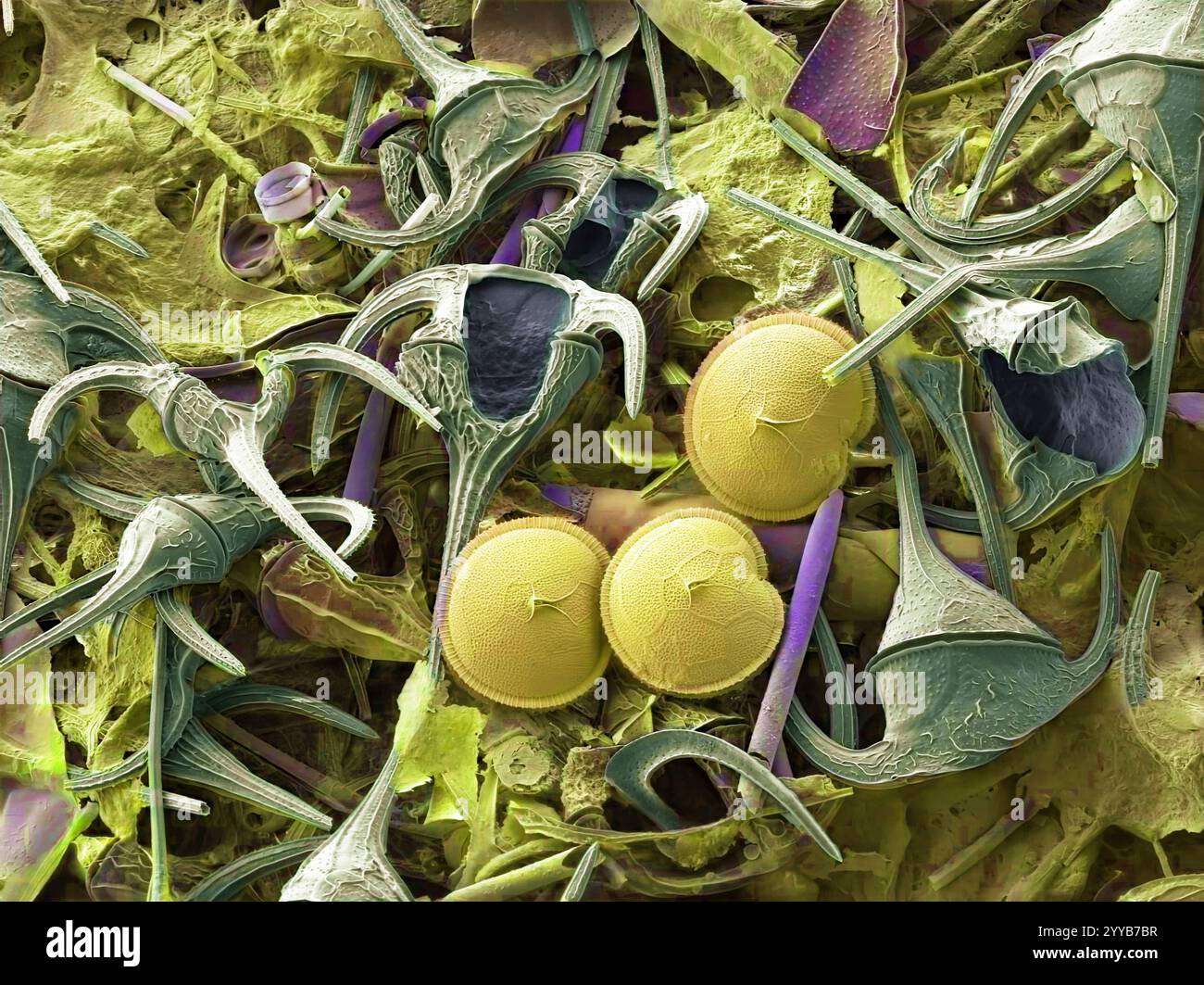 Plankton microscope hi-res stock photography and images - Alamy