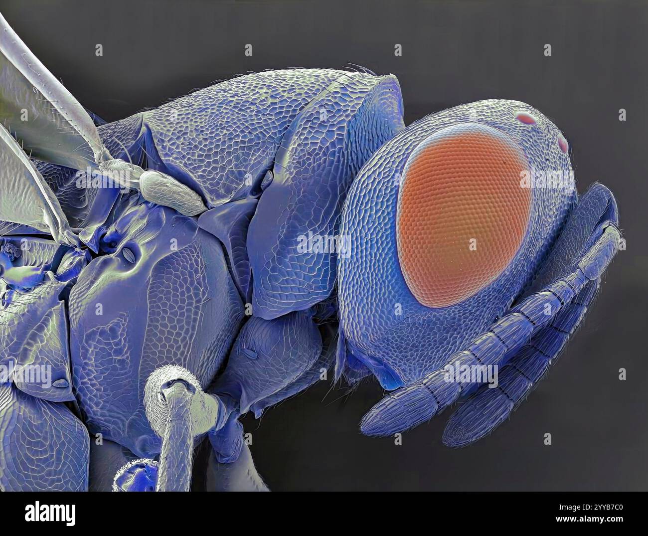 Biological control wasp (Eretmocerus eremicus), coloured scanning ...