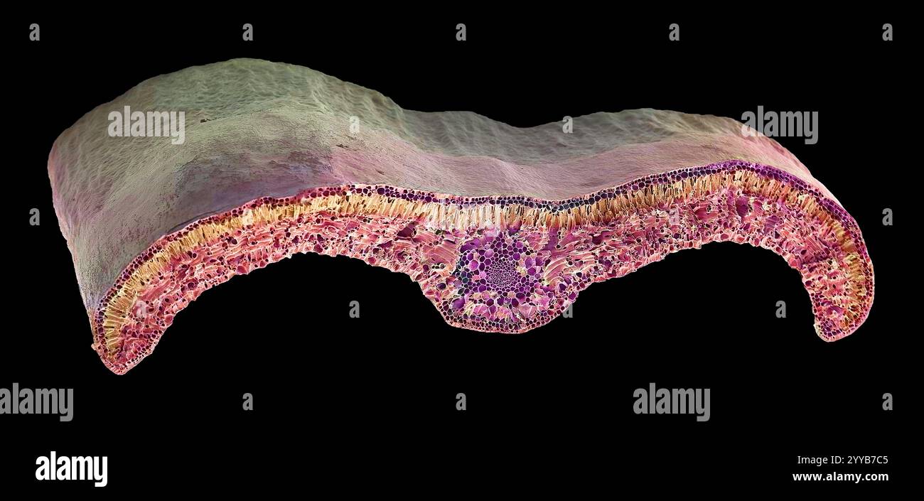 Box leaf. Coloured scanning electron micrograph (SEM) of a section ...