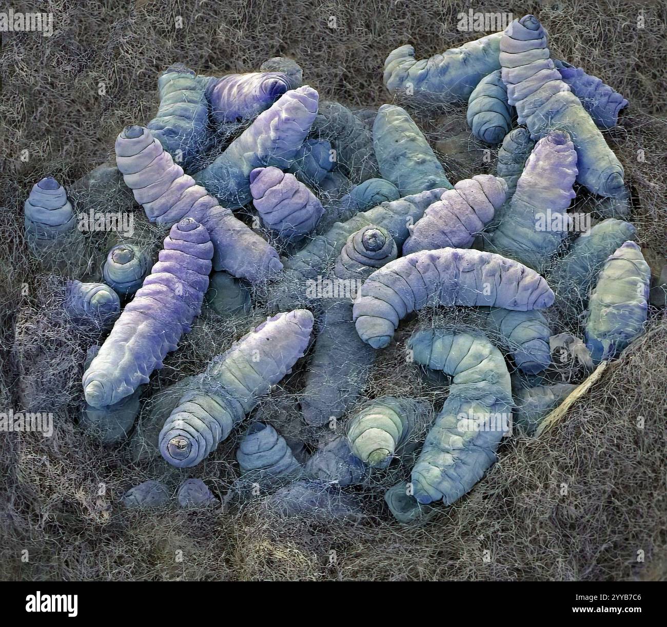 Codling moth larvae, SEM Stock Photo - Alamy