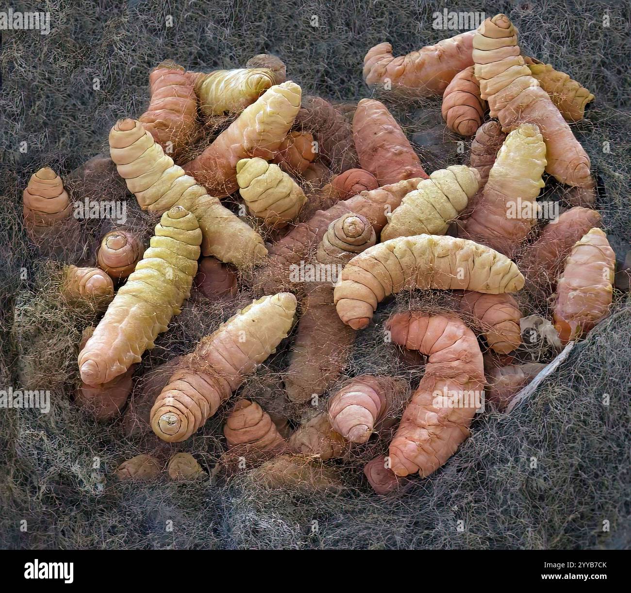 Codling moth larvae, SEM Stock Photo - Alamy