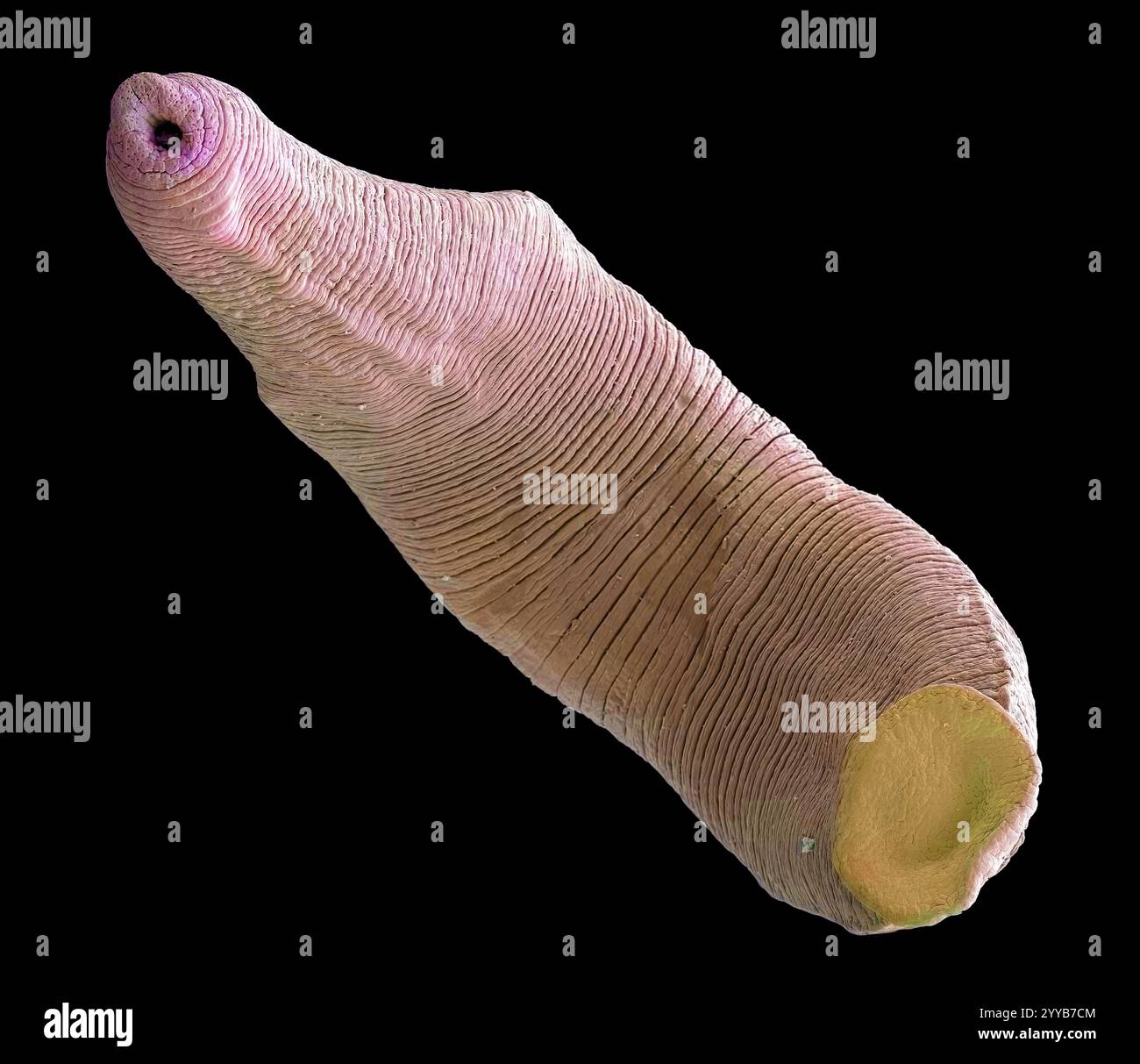 Sucker lakes hi-res stock photography and images - Alamy