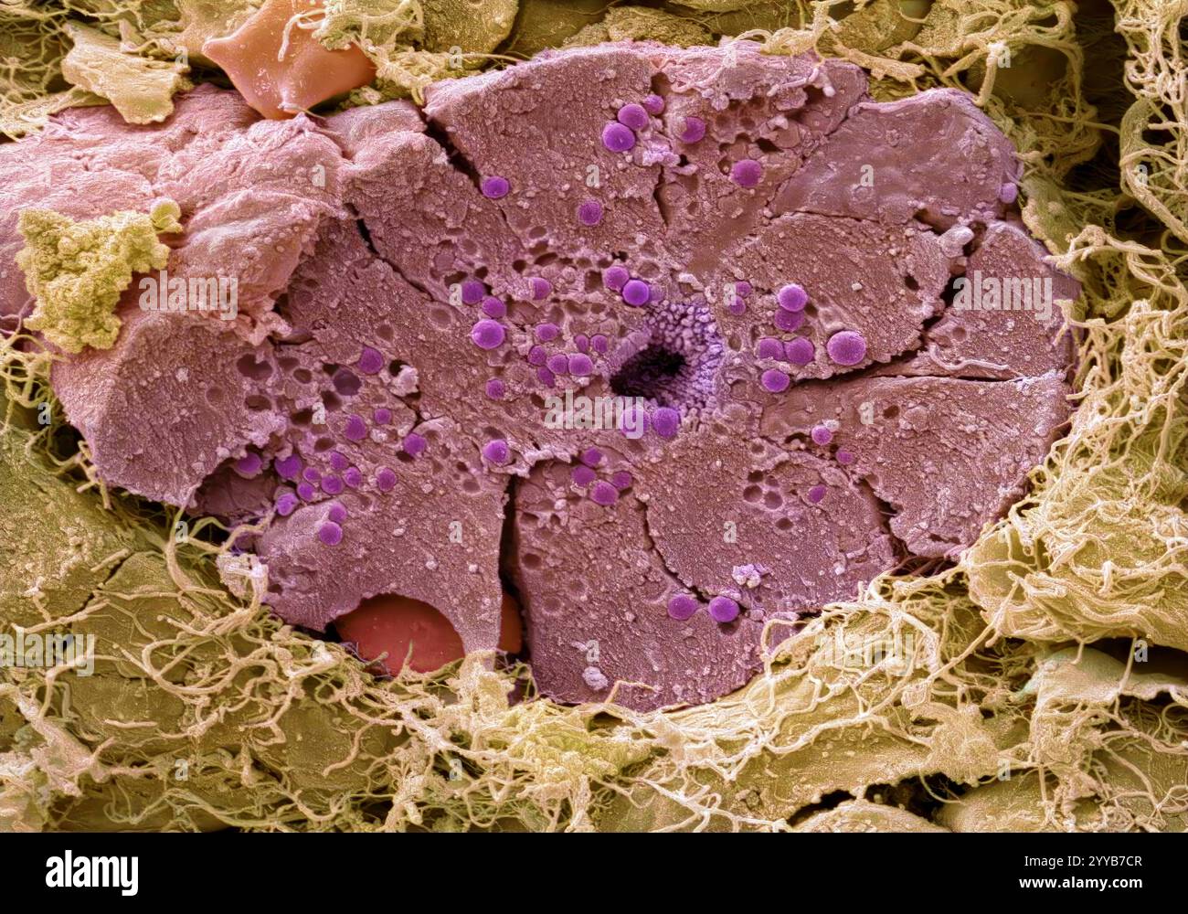 Zymogen granules hi-res stock photography and images - Alamy