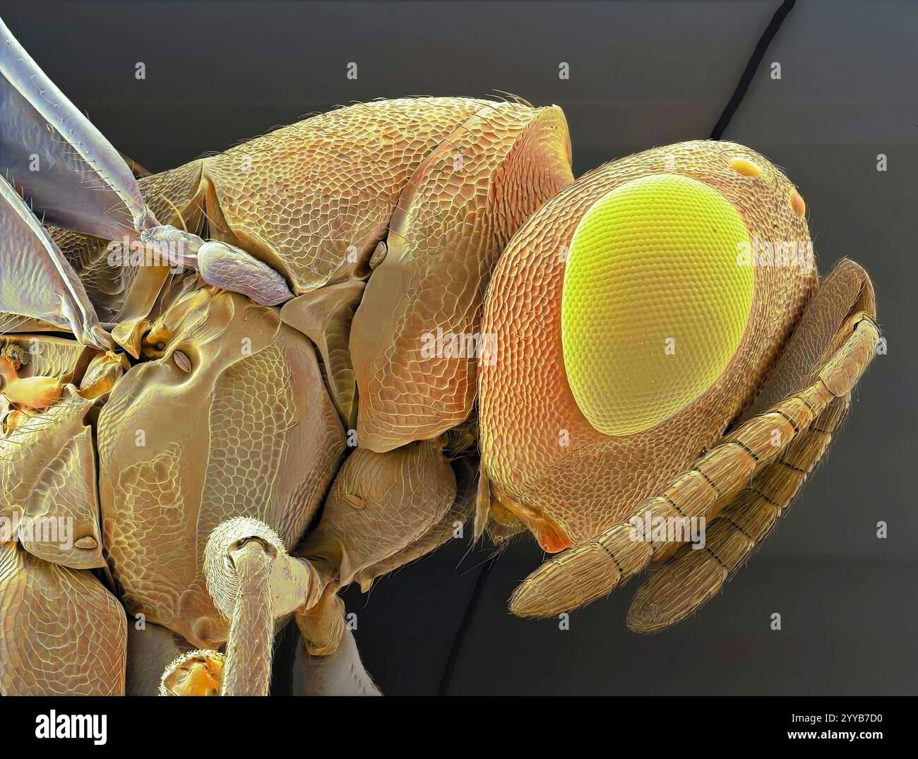 Biological control wasp (Eretmocerus eremicus), coloured scanning ...