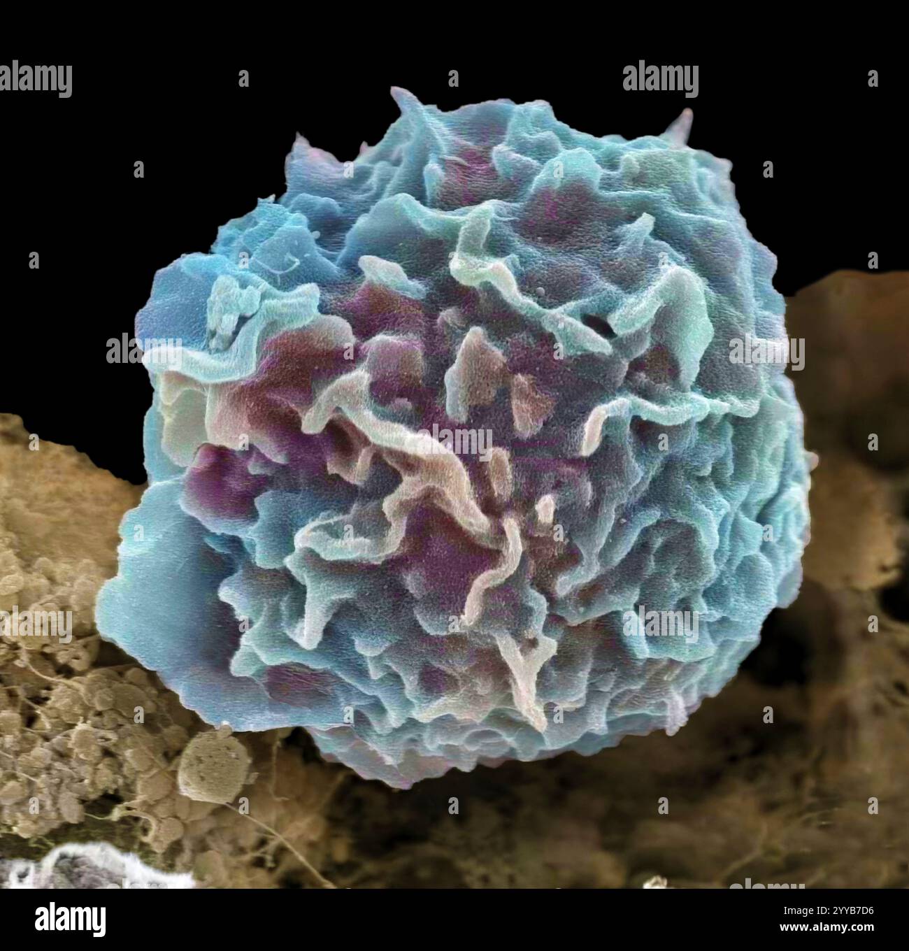 Macrophage. Coloured scanning electron micrograph (SEM) of an ... Macrophage. Coloured scanning electron micrograph (SEM) of an ...
