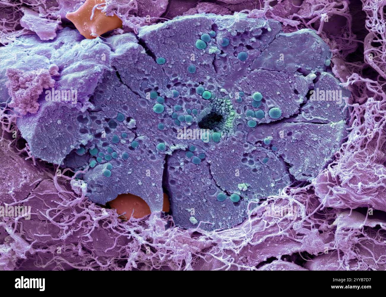 Pancreatic cells. Coloured scanning electron micrograph (SEM) of acinar ...