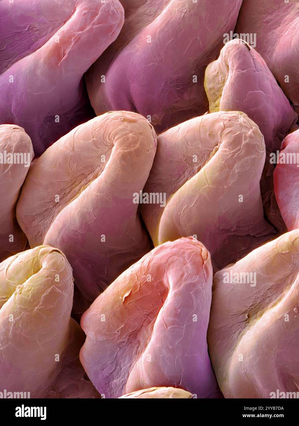 Cat's tongue. Coloured scanning electron micrograph (SEM) of the ...