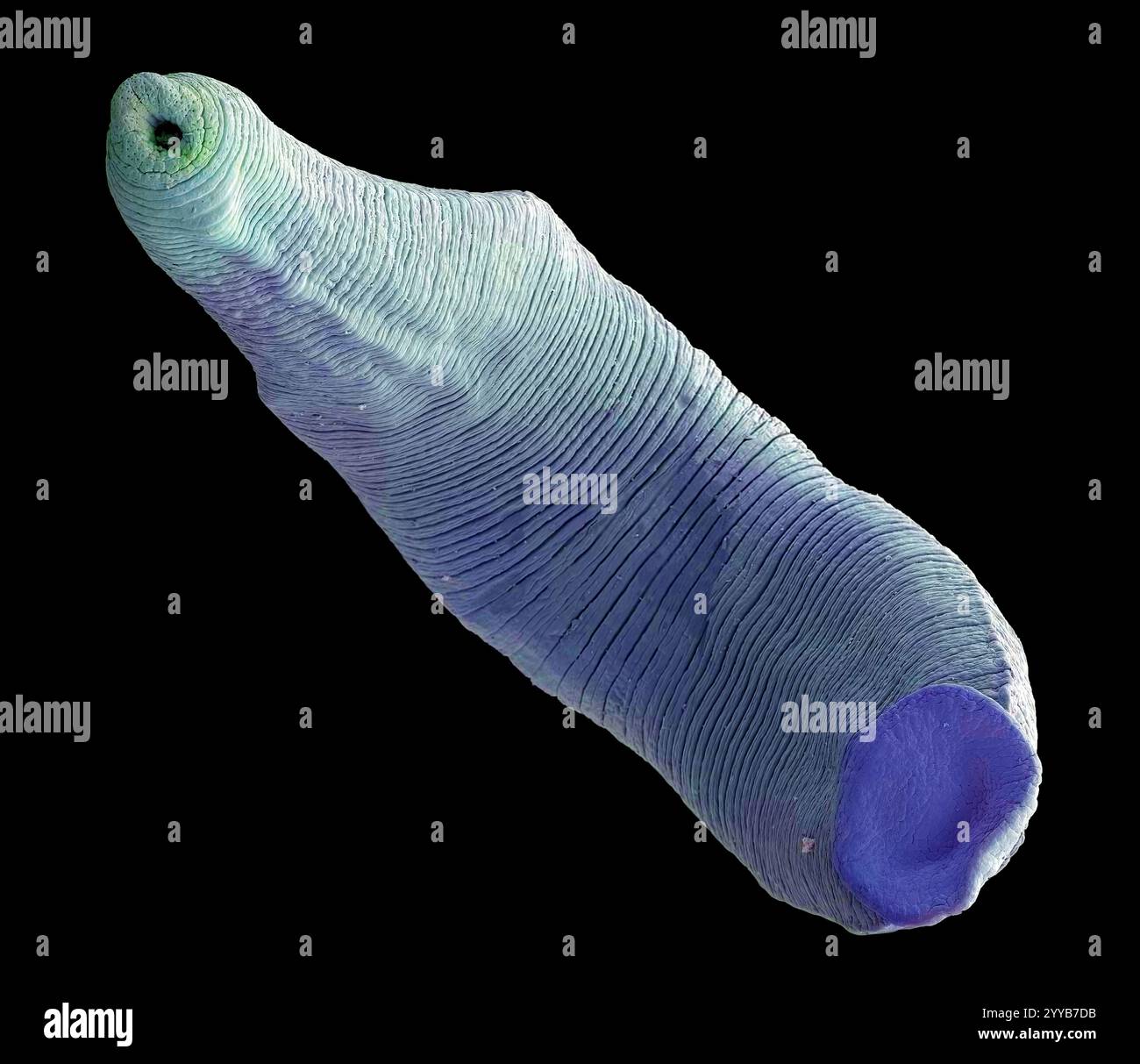 Freshwater leech. Coloured scanning electron micrograph (SEM) of a ...