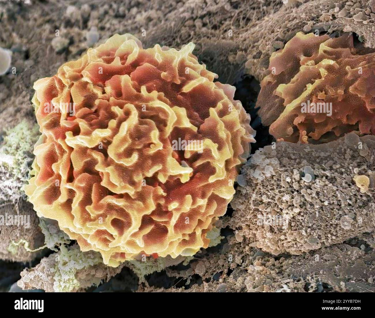 Macrophages. Coloured scanning electron micrograph (SEM) of macrophage ...
