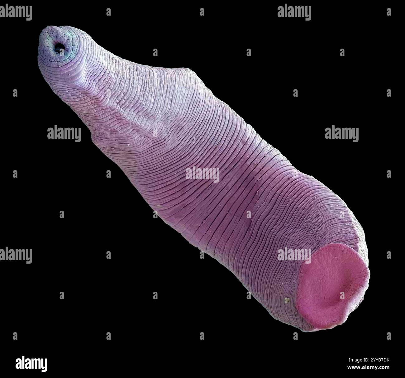 Freshwater leech. Coloured scanning electron micrograph (SEM) of a ...