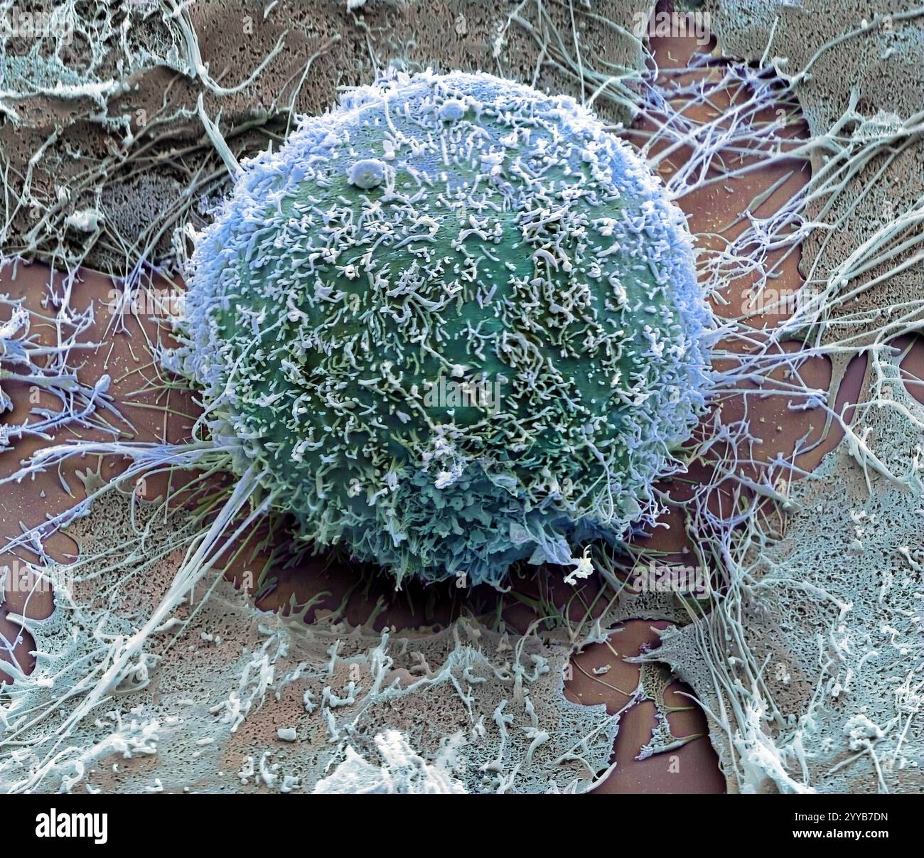 Hela cell, SEM Stock Photo - Alamy