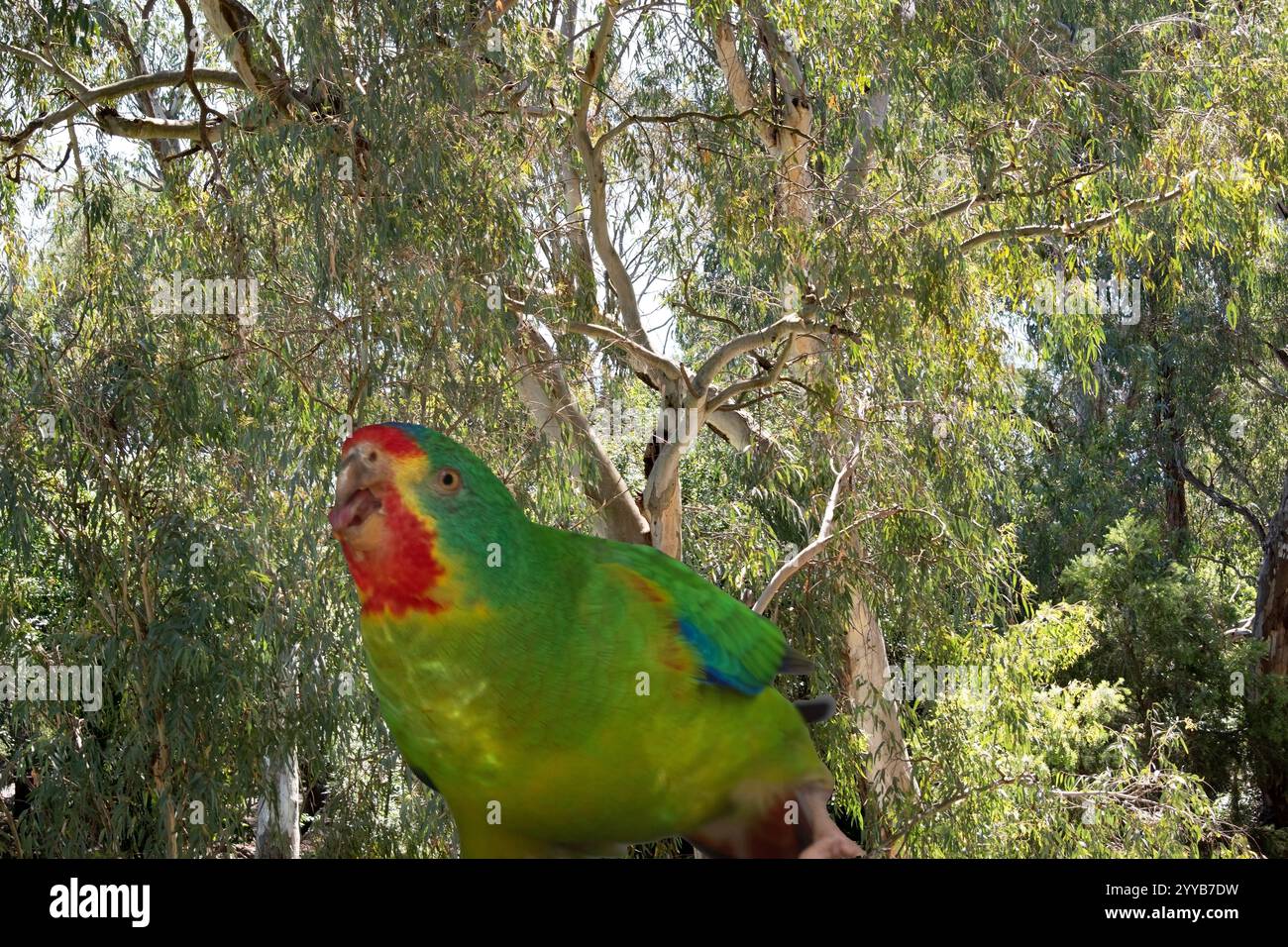 The musk lorikeet is mainly green and it is identified by its red ...
