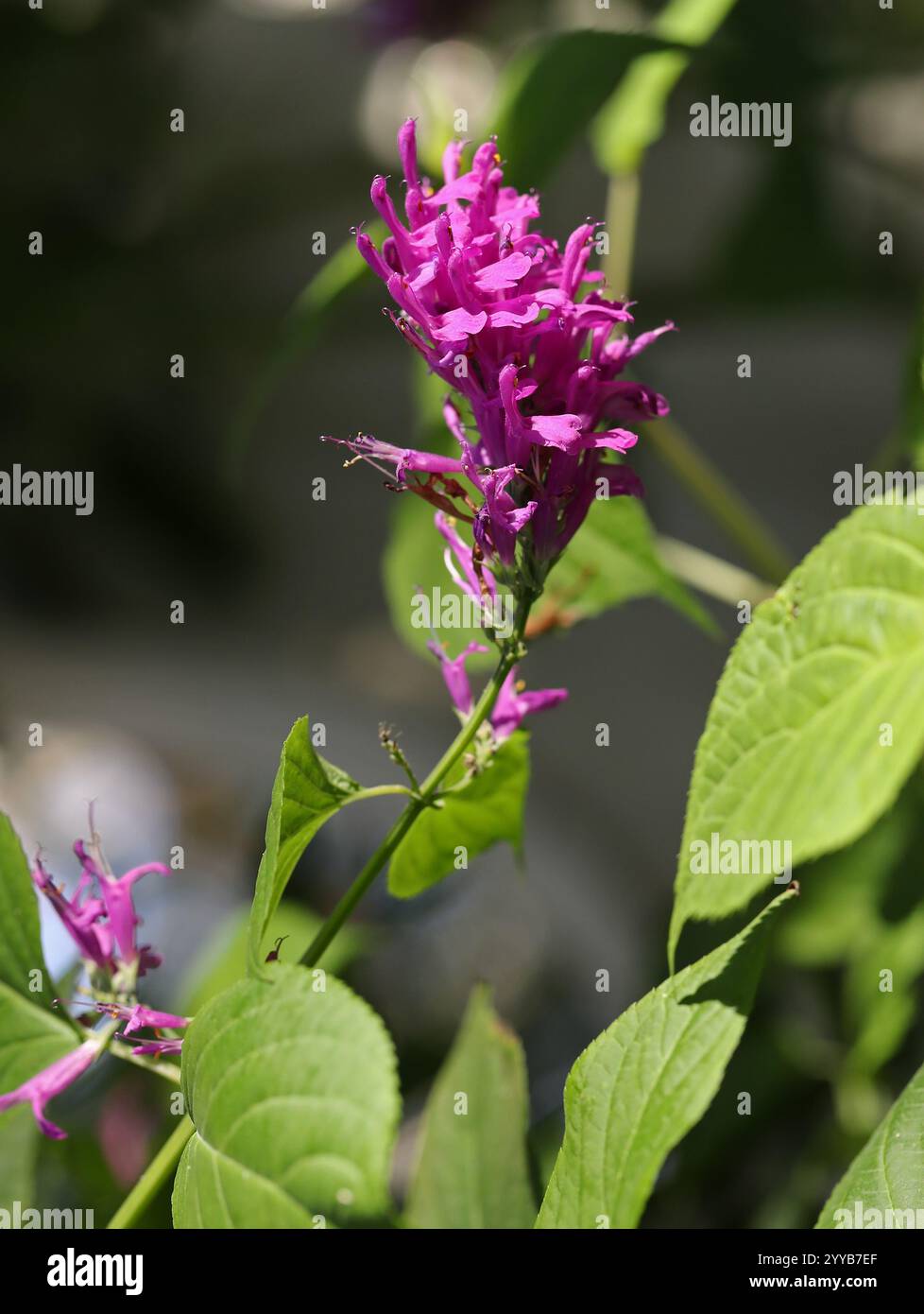 Purpurea hi-res stock photography and images - Alamy