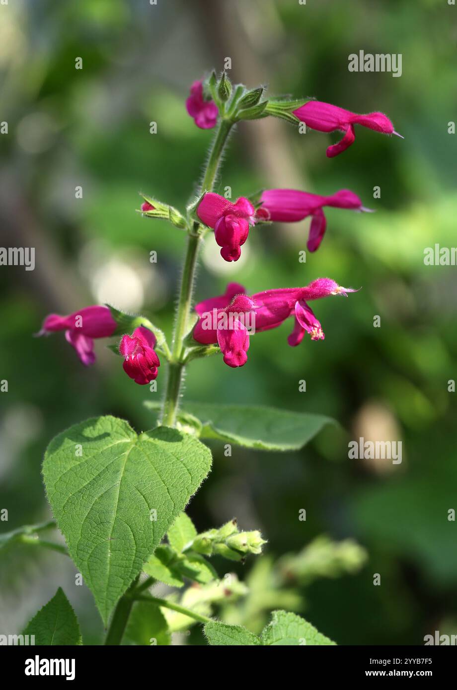 Fruit-scented Sage or Peach Sage, Salvia dorisiana, Lamiaceae. Hondurus ...