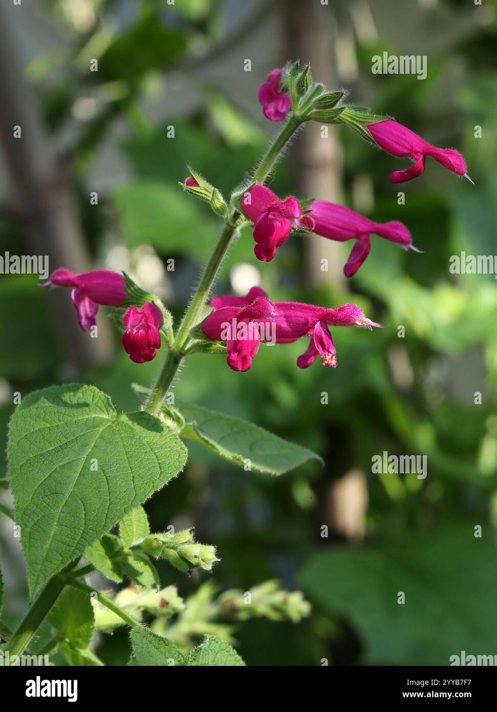 Fruit-scented Sage or Peach Sage, Salvia dorisiana, Lamiaceae. Hondurus ...
